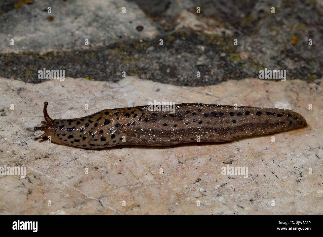 Tiger Snail Large Egg Snail Tiger Slug Lying on Stone Pavement Left ...