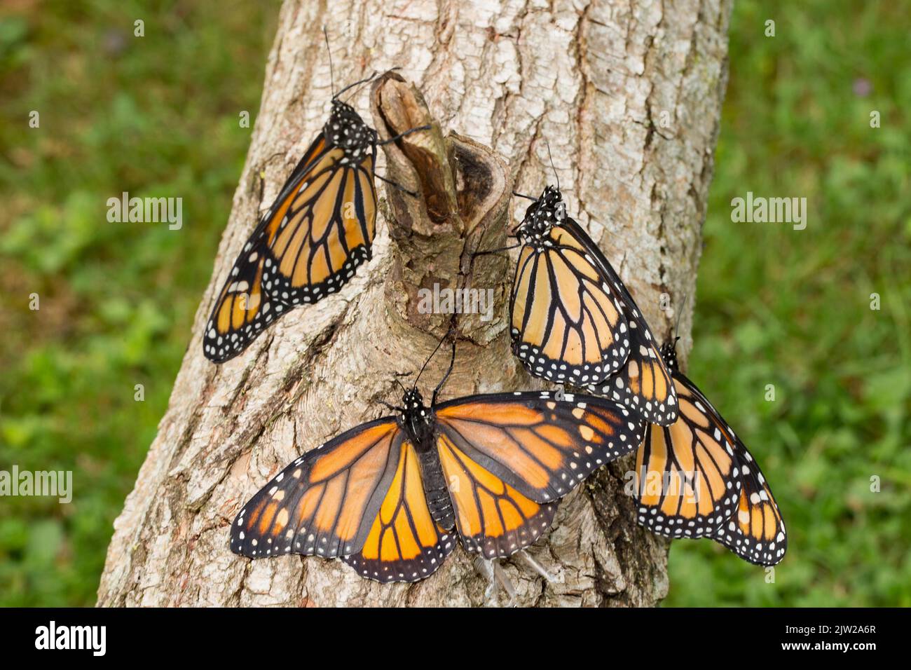 Monarch butterfly on tree trunk hi-res stock photography and images - Alamy