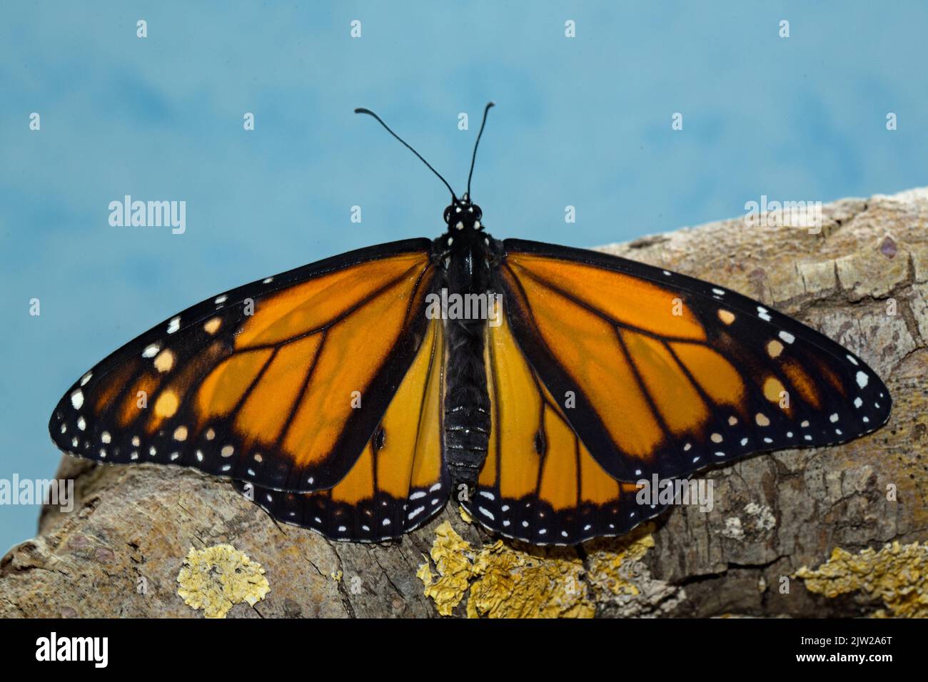 Monarch butterfly male with open wings sitting on tree trunk from ...