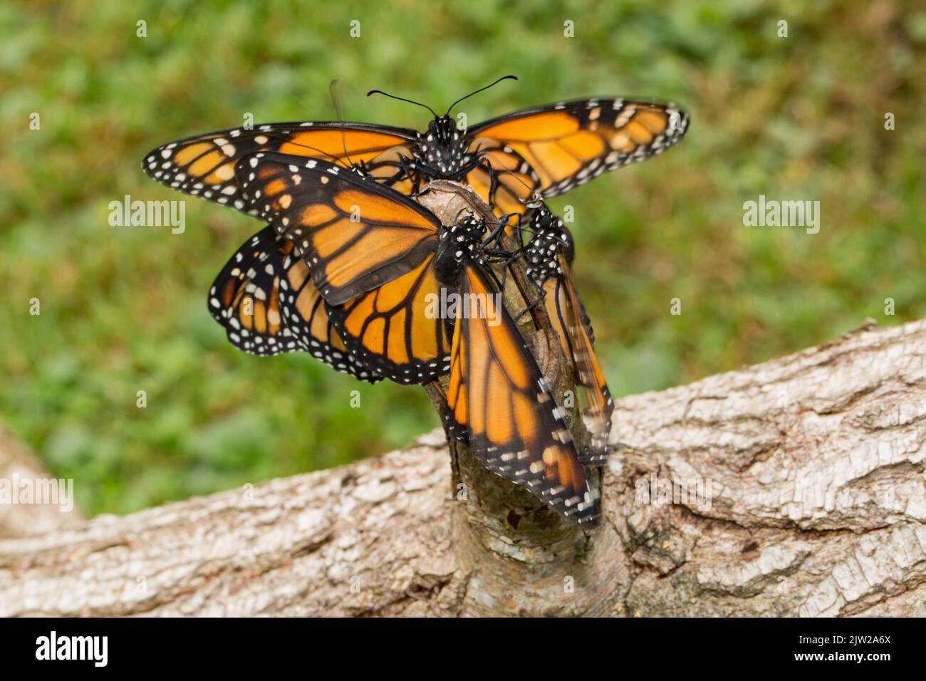 Monarch butterfly on tree trunk hi-res stock photography and images - Alamy