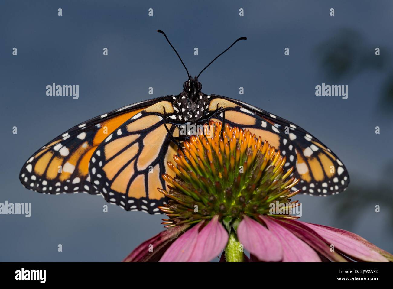 Monarch butterfly male butterfly with open wings sitting on pink flower ...