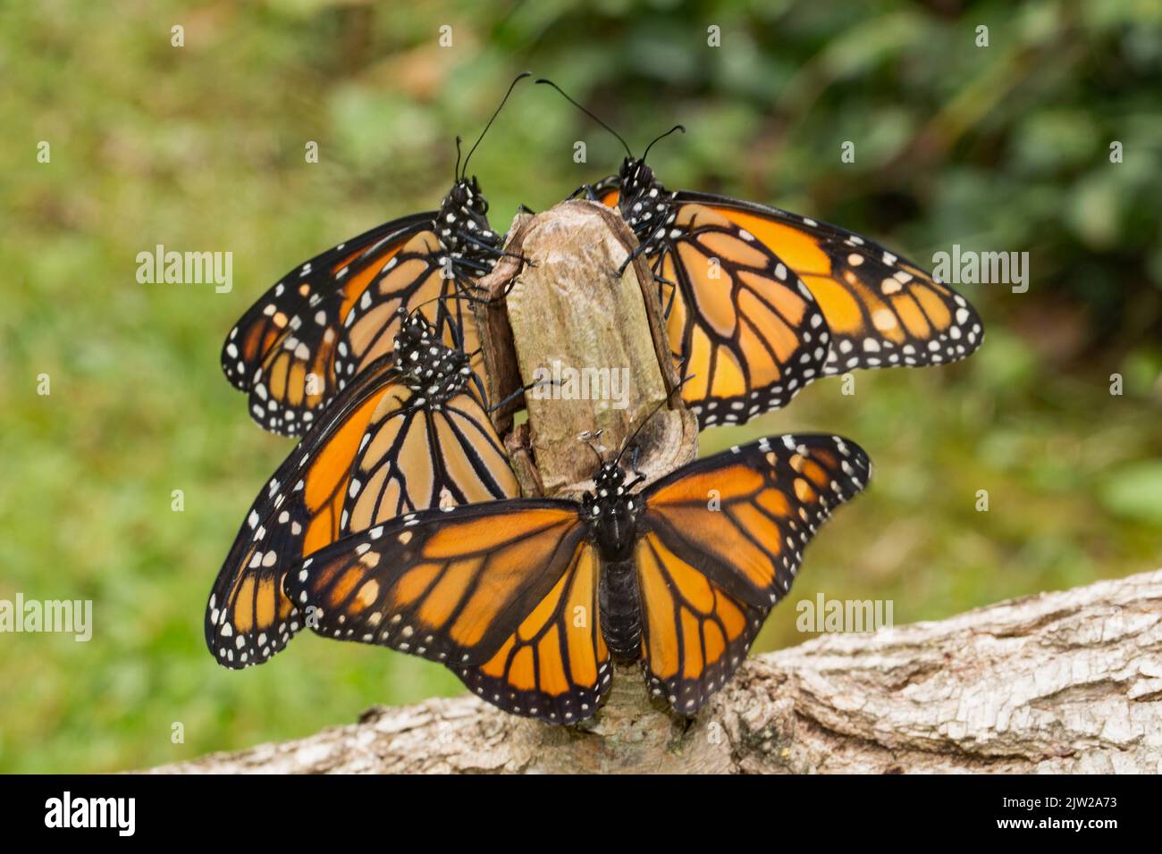 Monarch butterfly four butterflies with open and closed wings sitting ...