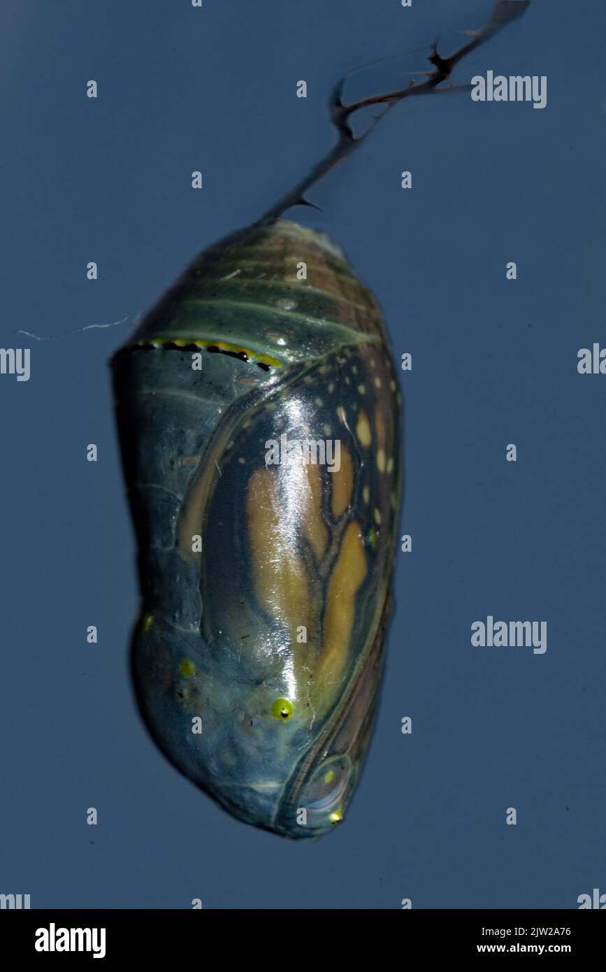 Blue monarch butterfly hi-res stock photography and images - Alamy