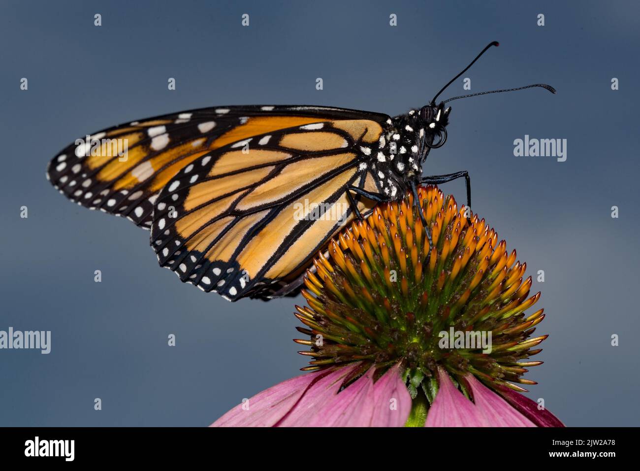 Monarch butterfly male butterfly with closed wings sitting on pink ...