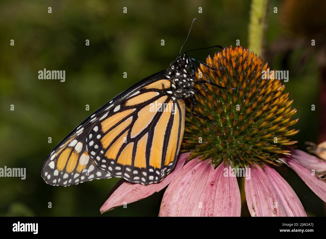 Monarch butterfly female butterfly with closed wings sitting on pink ...