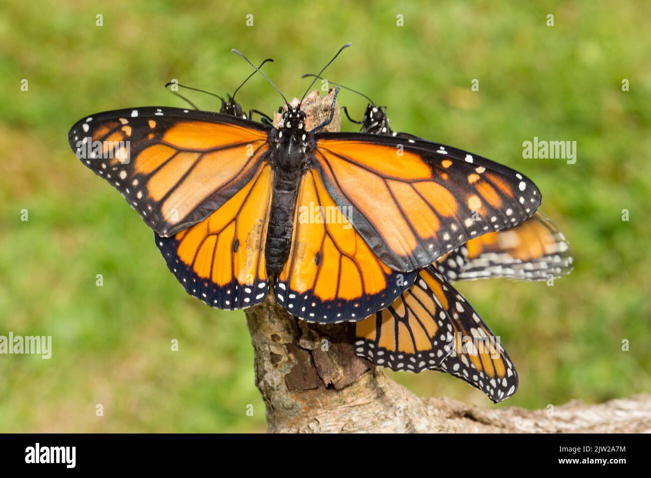 Monarch butterfly on tree trunk hi-res stock photography and images - Alamy