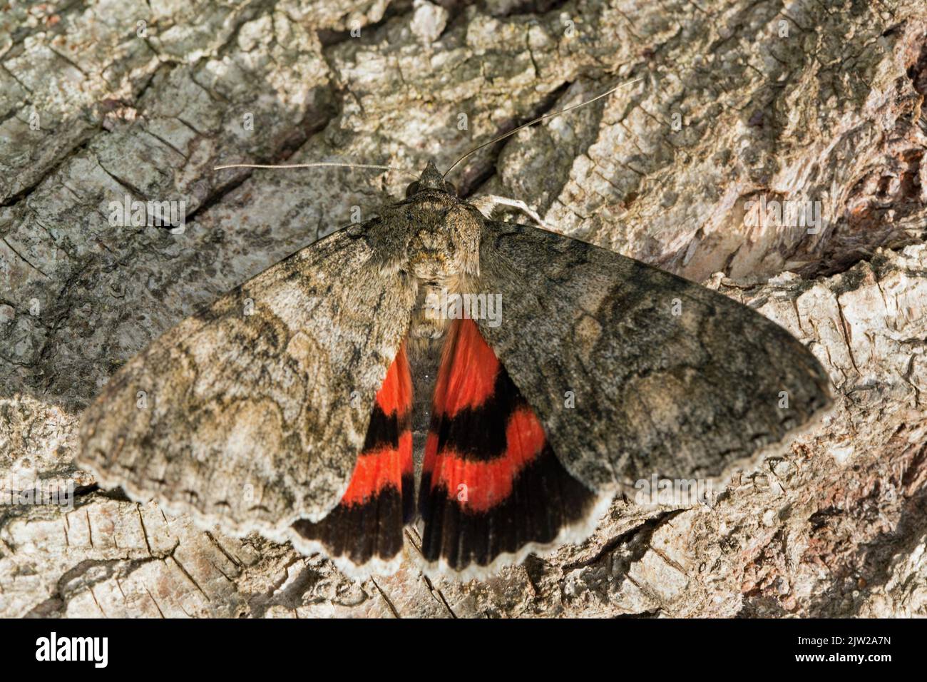 Red underwing Butterfly with open wings sitting on tree trunk from ...