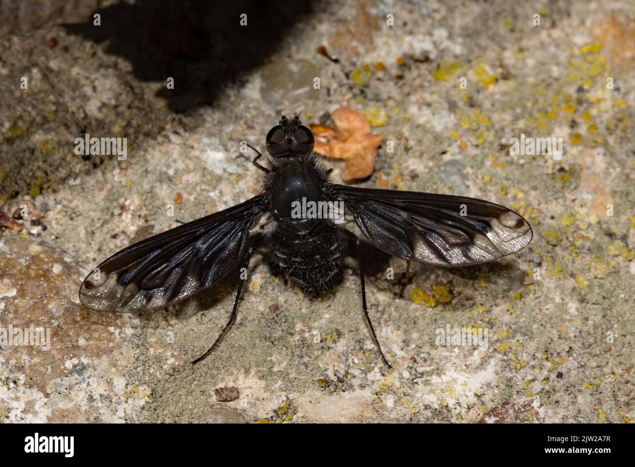 Bee fly with outstretched wings sitting on stone slab from behind Stock ...