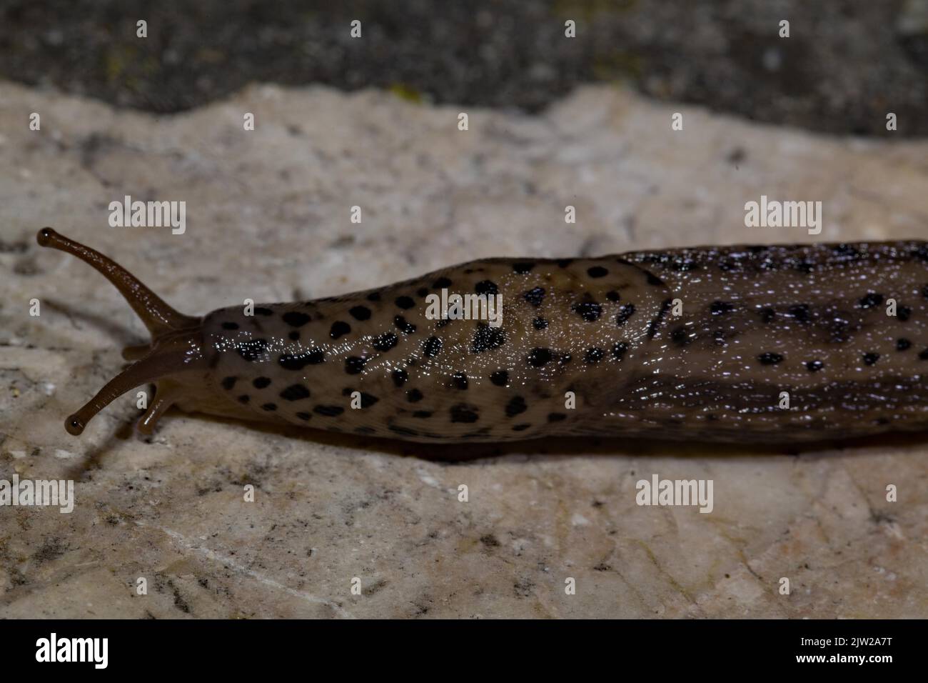 Tiger Snail Large Egg Snail Tiger Slug Lying on Stone Pavement Left ...