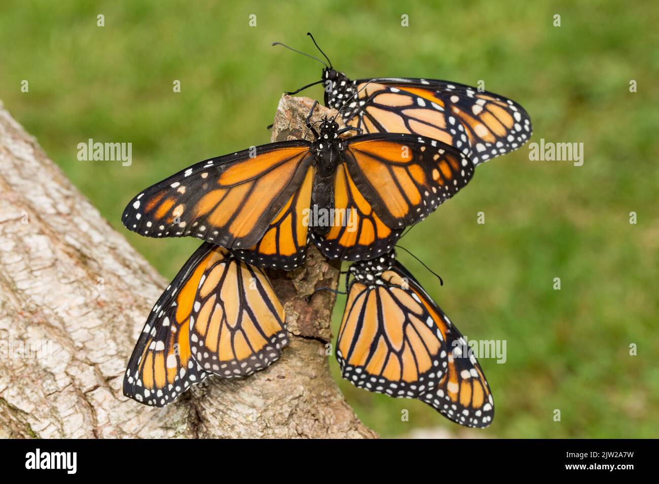 Monarch butterfly four butterflies with open and closed wings sitting ...