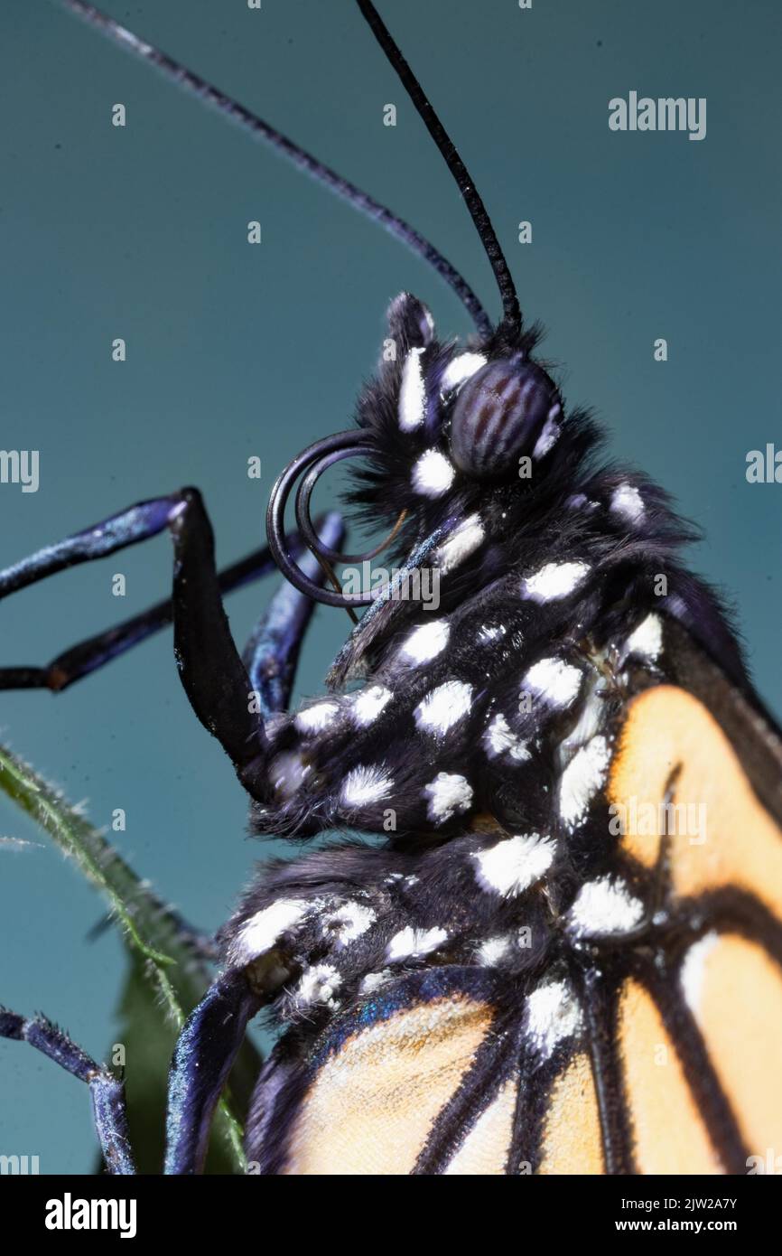 Monarch butterfly male butterfly head portrait with rolled out ...