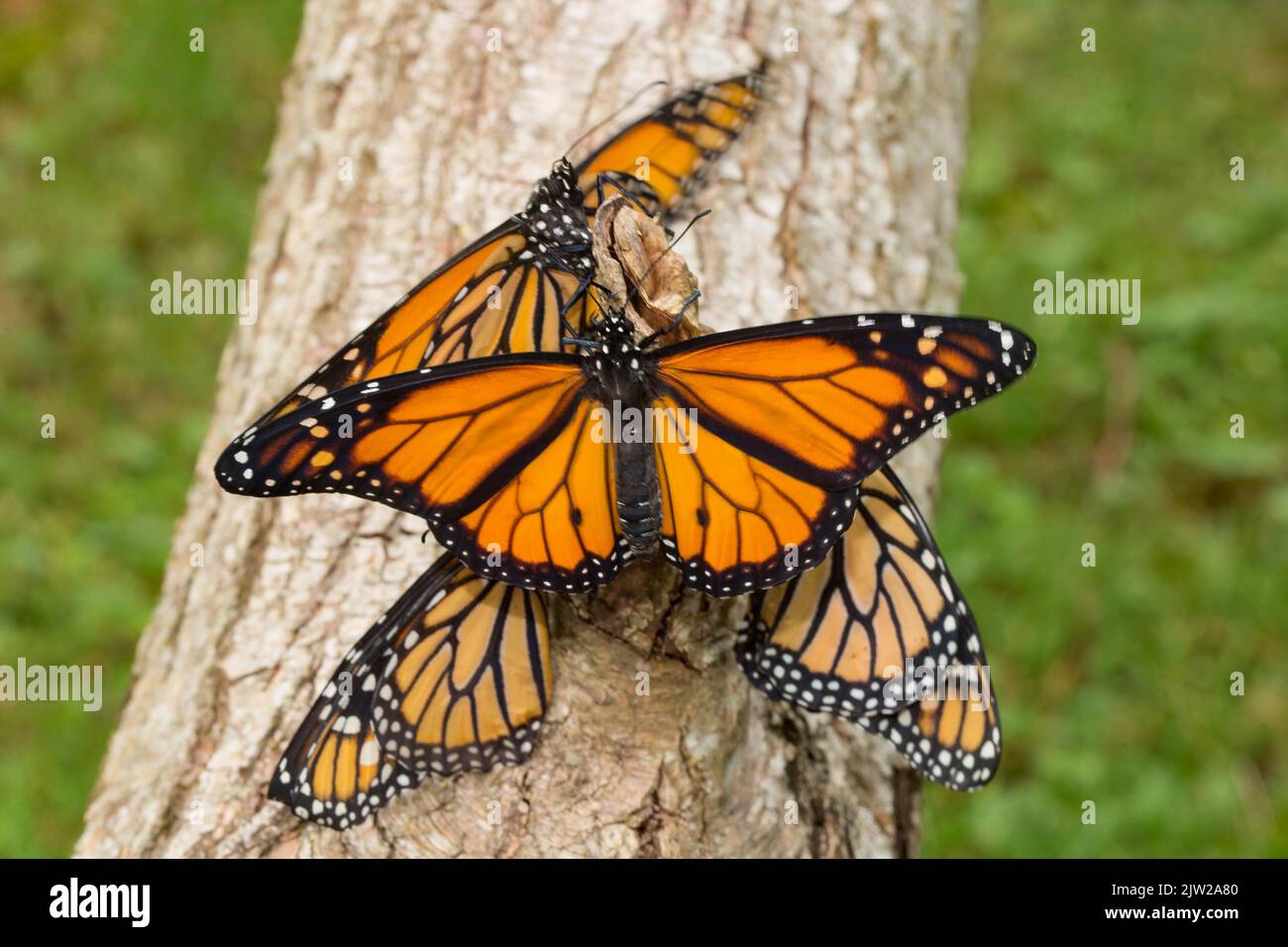 Monarch butterfly four butterflies with open and closed wings sitting ...