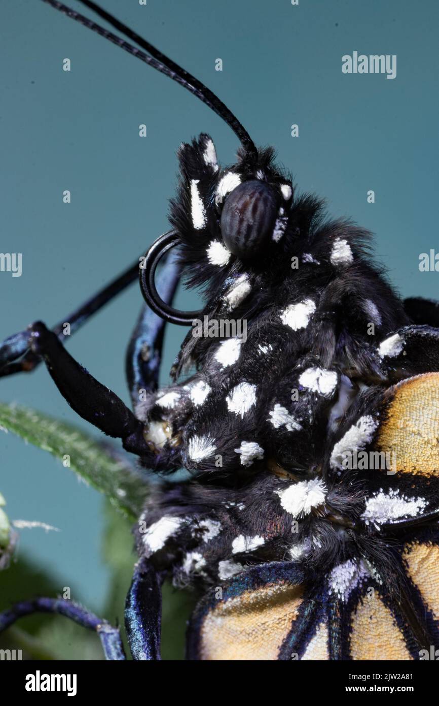Monarch butterfly male butterfly head portrait with rolled out rueessel ...