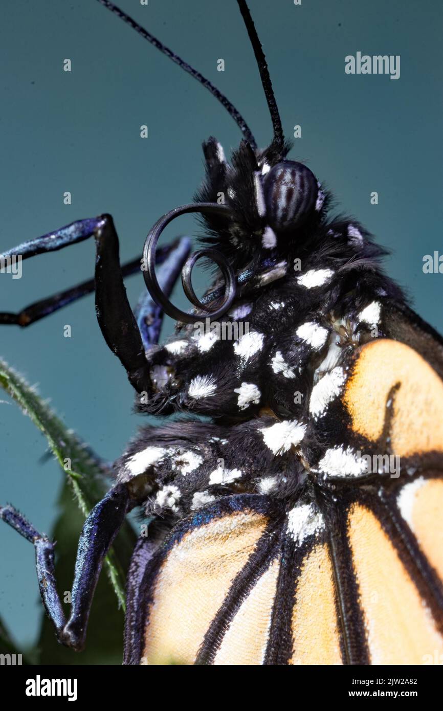 Monarch butterfly male butterfly head portrait with rolled out ...