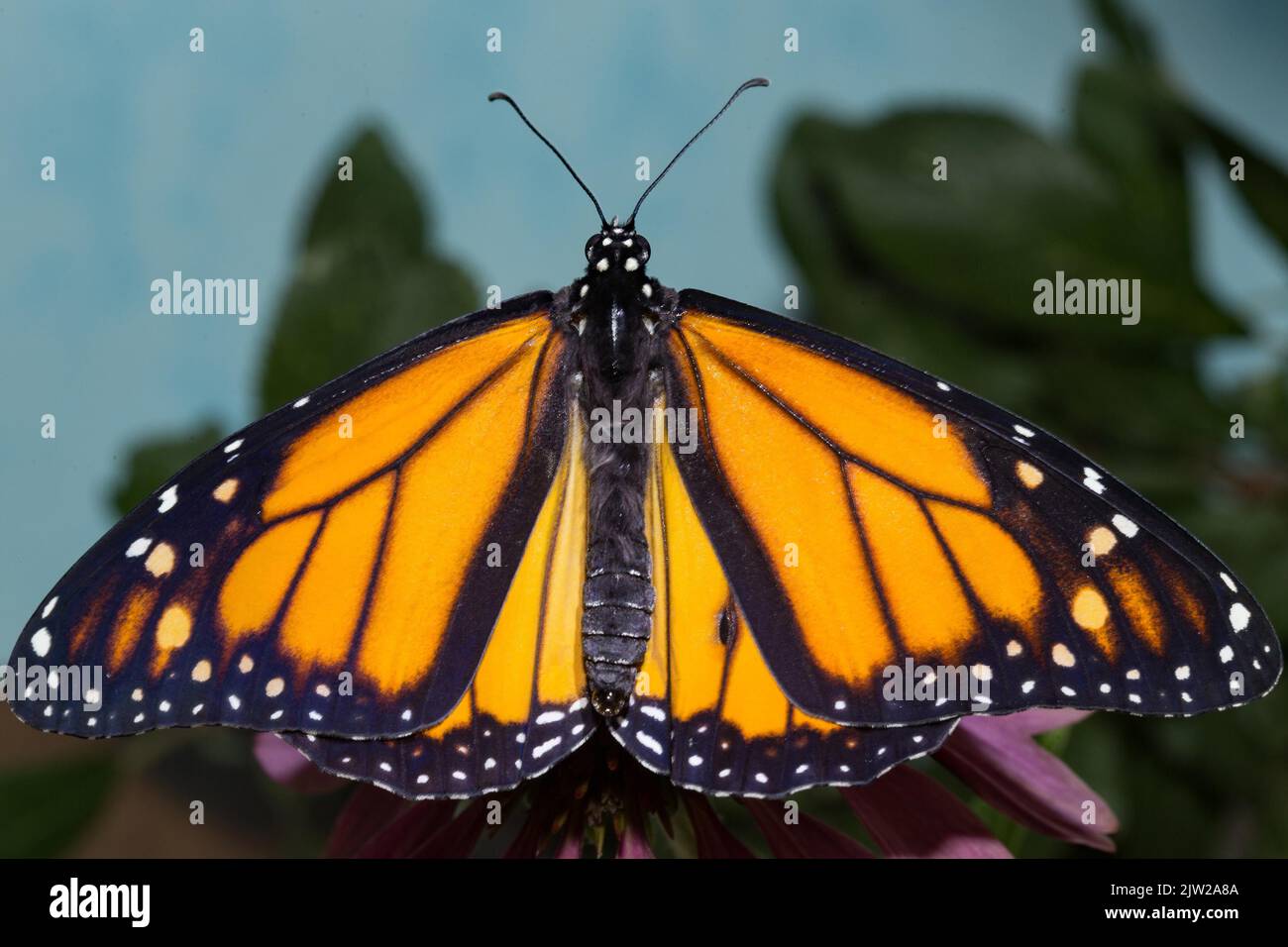 Monarch butterfly male butterfly with open wings sitting on pink flower ...