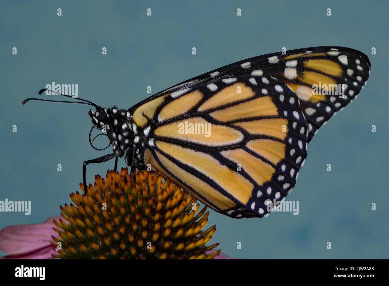 Monarch butterfly male with closed wings sitting on pink flower looking ...