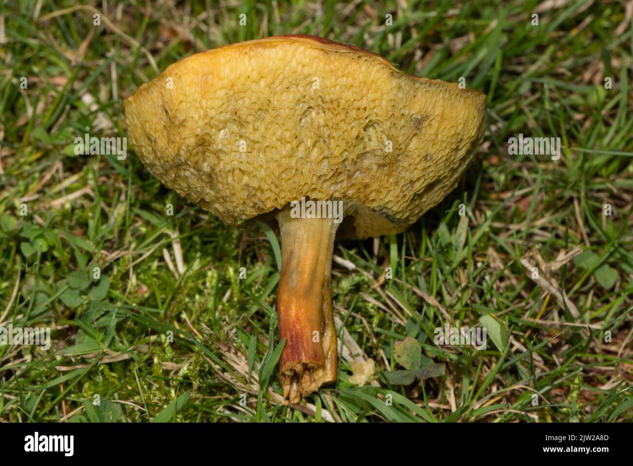 Red-footed boletus Fruiting body with yellowish-red stalk and yellow ...