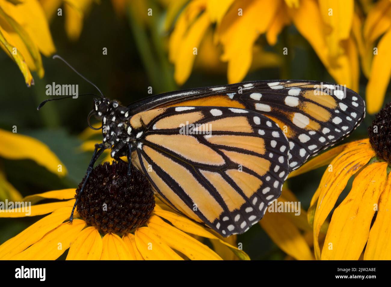 Monarch butterfly female butterfly with closed wings sitting on yellow ...