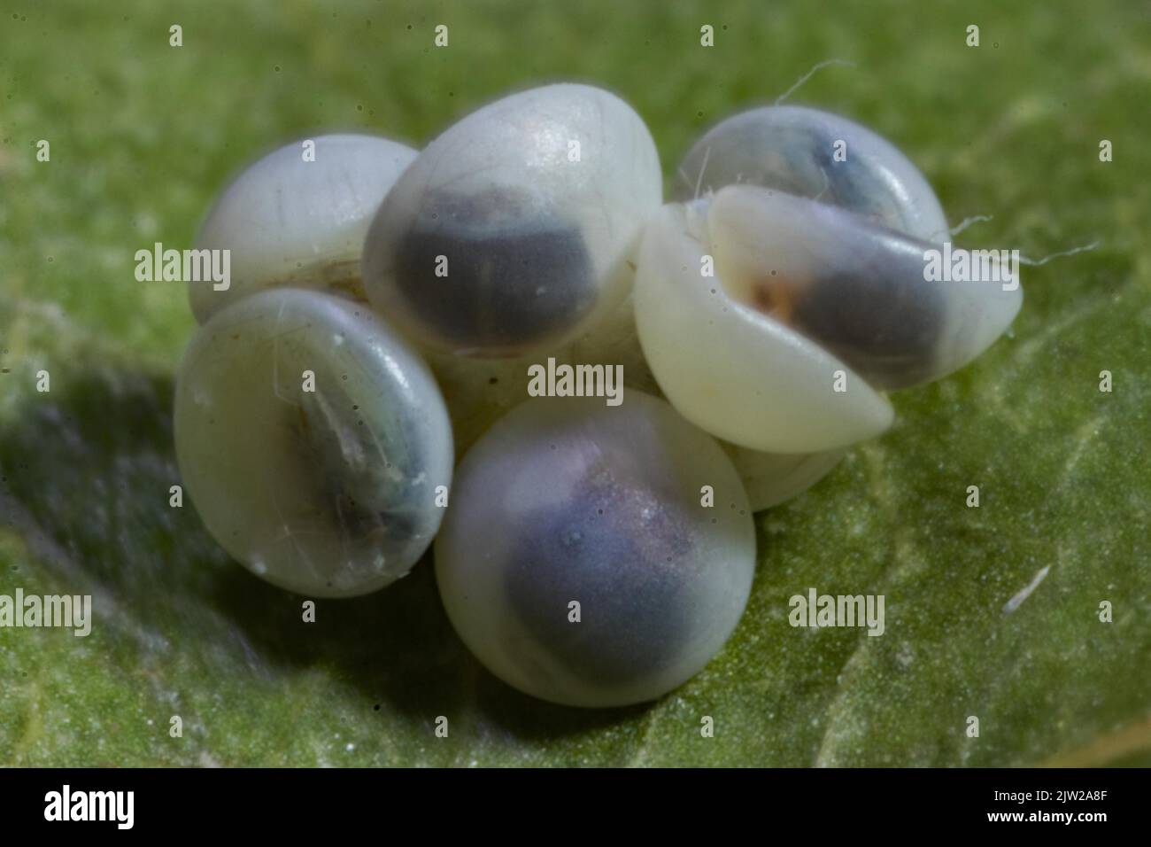 Moth eggs on leaf hi-res stock photography and images - Alamy