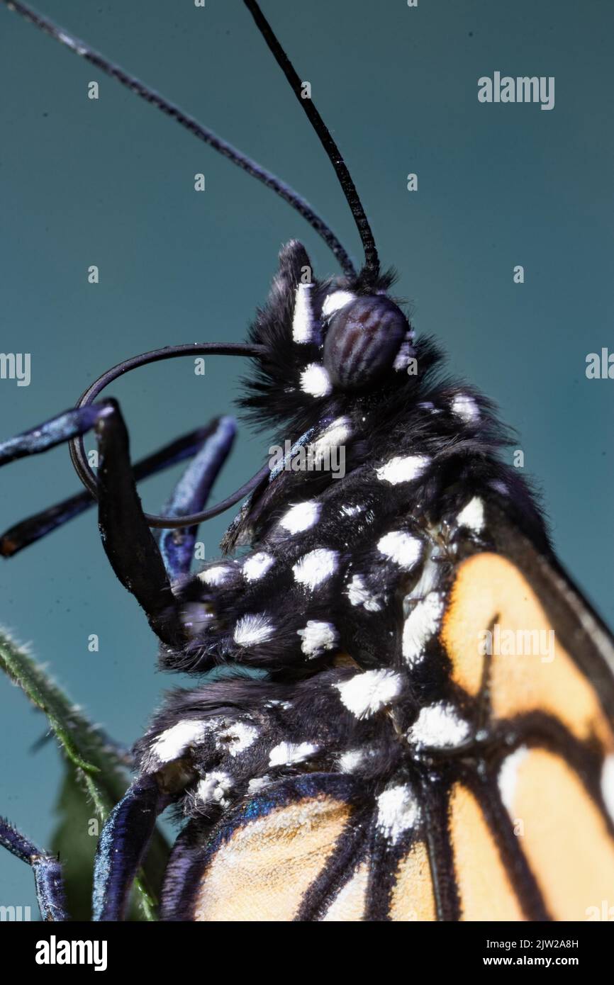 Monarch butterfly male butterfly head portrait with rolled out ...