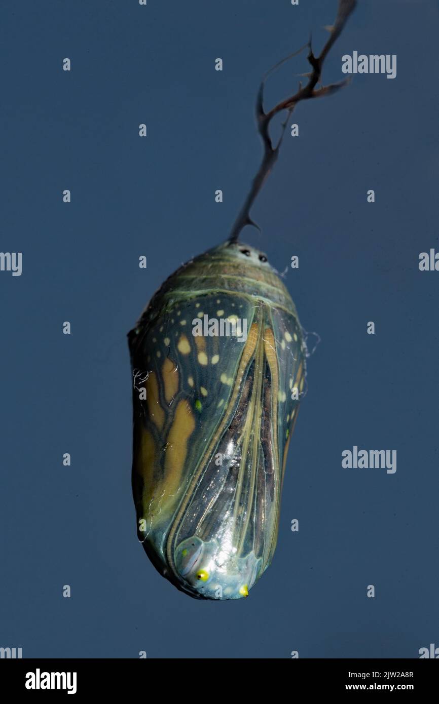 Blue butterfly caterpillar hi-res stock photography and images - Alamy