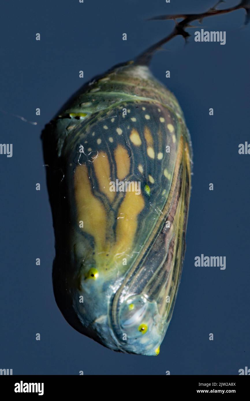 Monarch butterfly pupa hanging on a branch against a blue sky Stock ...