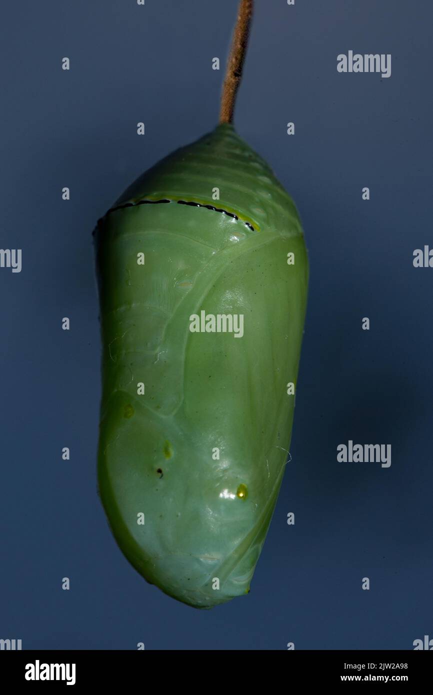 Blue monarch butterfly hi-res stock photography and images - Alamy