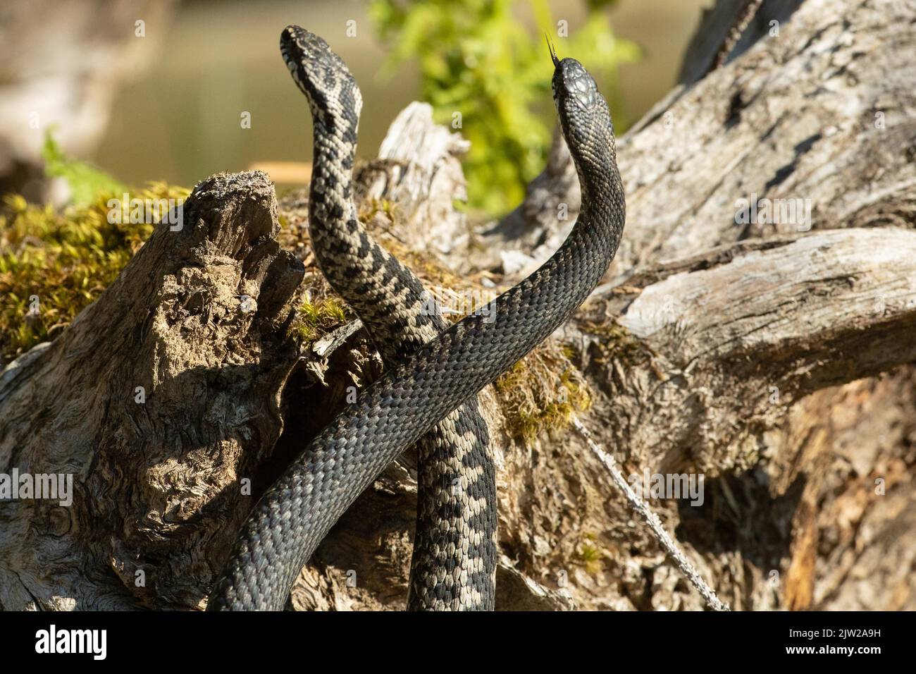 Adder two snakes with outstretched tongues in a comment fight standing ...