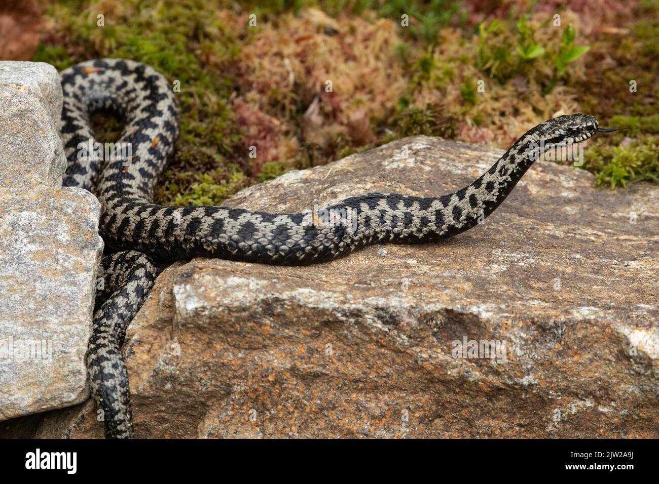Adder with tongue out licking lying on rock looking right Stock Photo ...