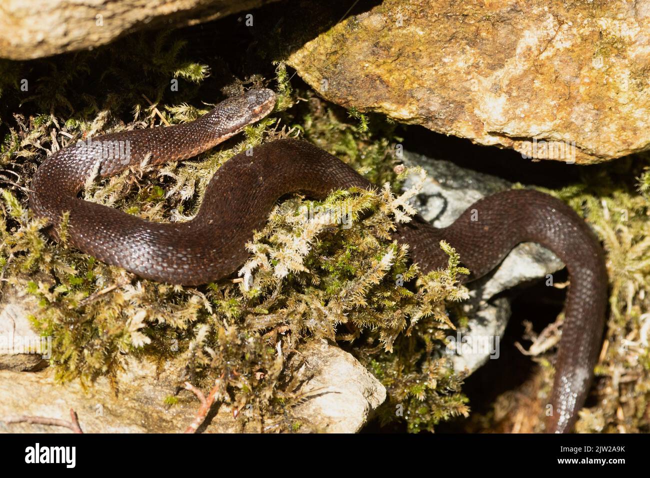 Adder lying on moss in front of rock looking right Stock Photo - Alamy