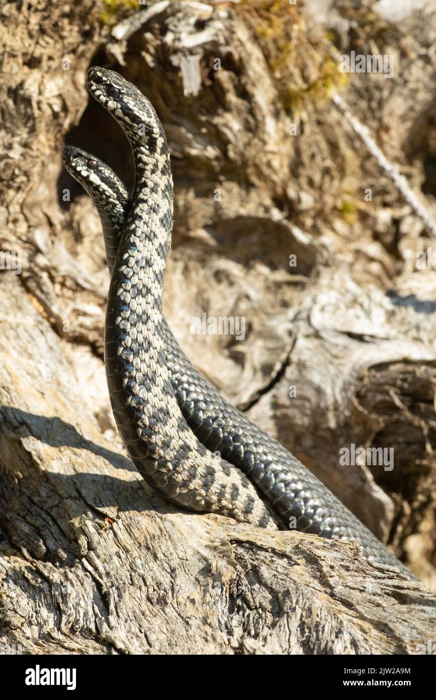 Adder two snakes in a commentary fight in front of a tree trunk ...
