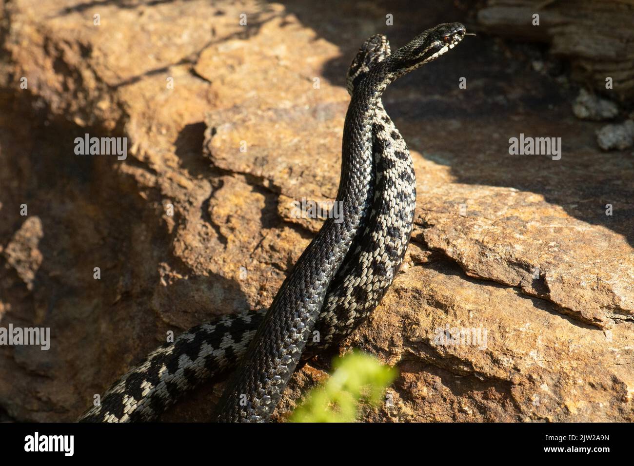 Adder two snakes with outstretched tongues in a comment fight in front ...