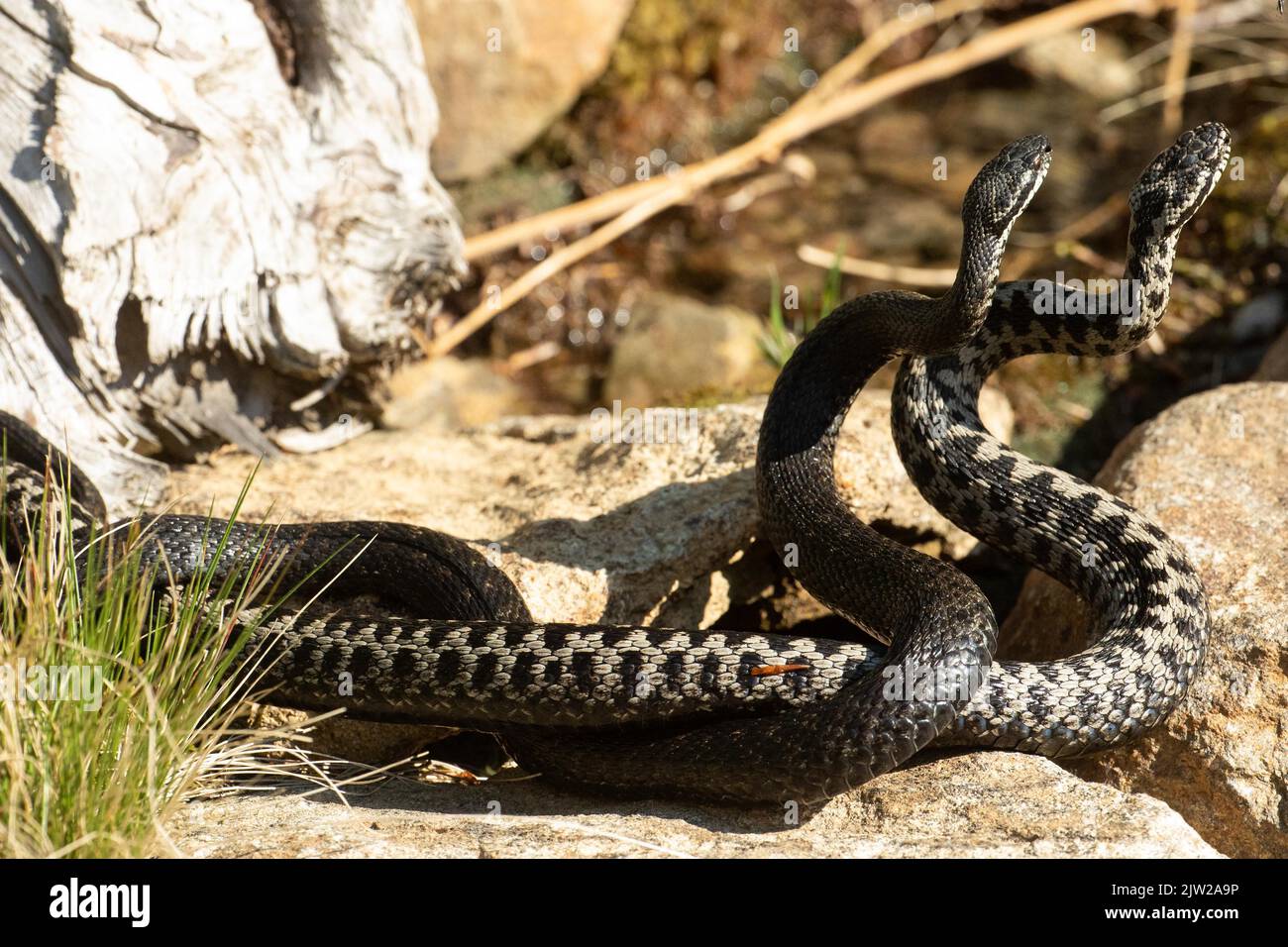 Adder two snakes in commentary fight entangled on stones standing tall ...