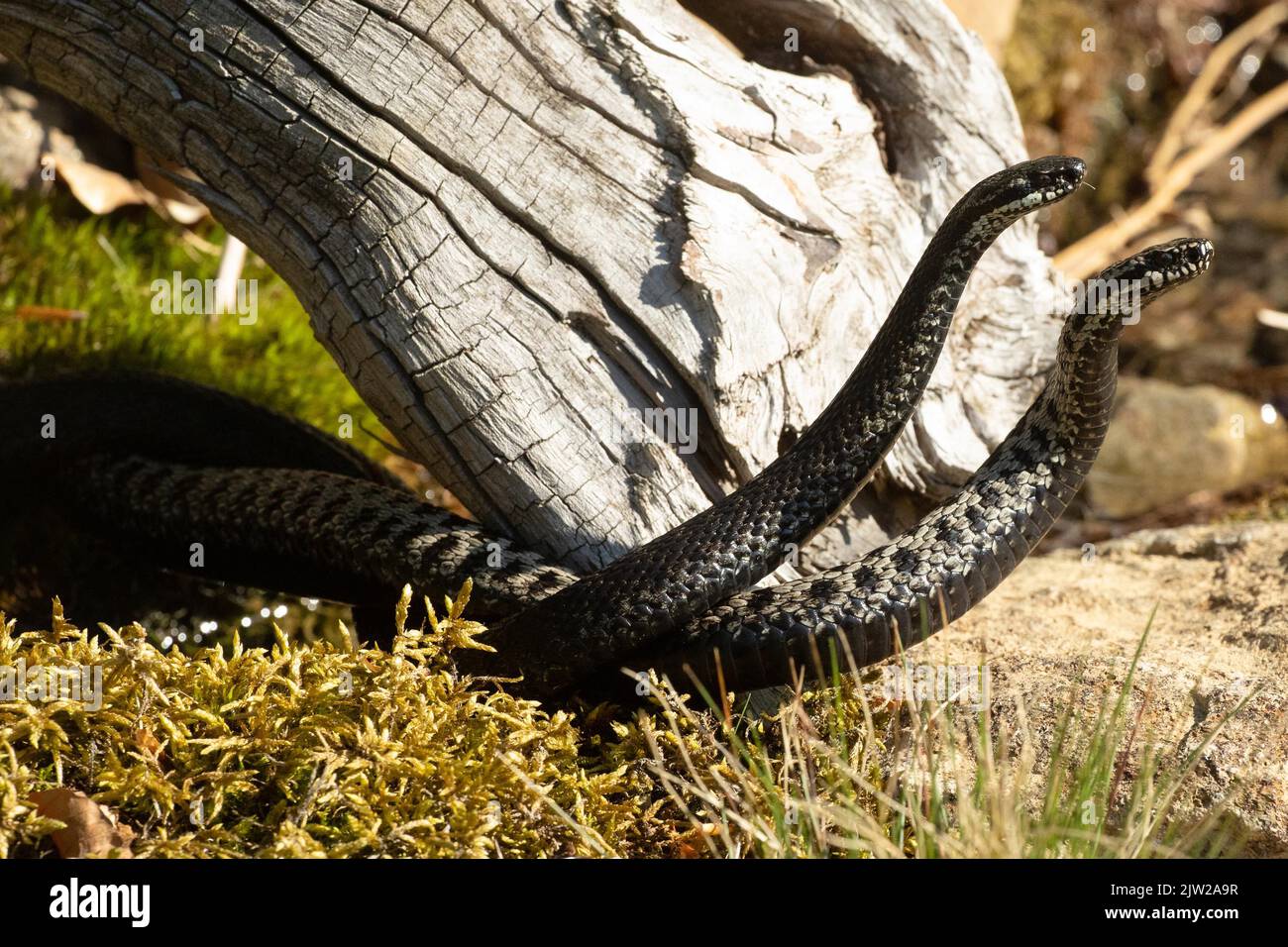 Adder two snakes with outstretched tongues in a commentary fight ...