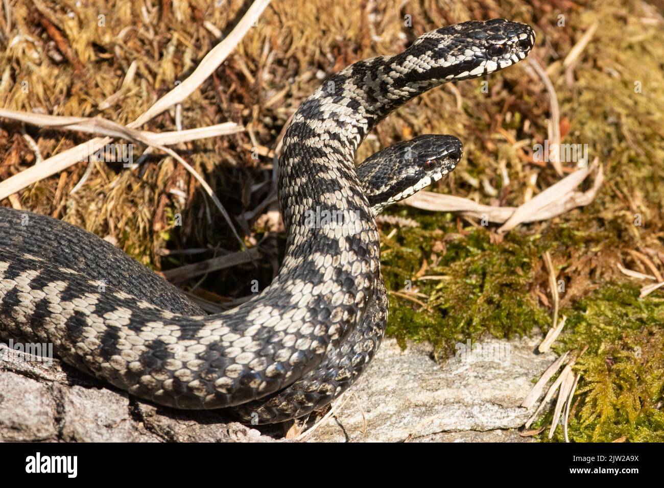 Adder two snakes in a commentary fight lying next to each other in ...