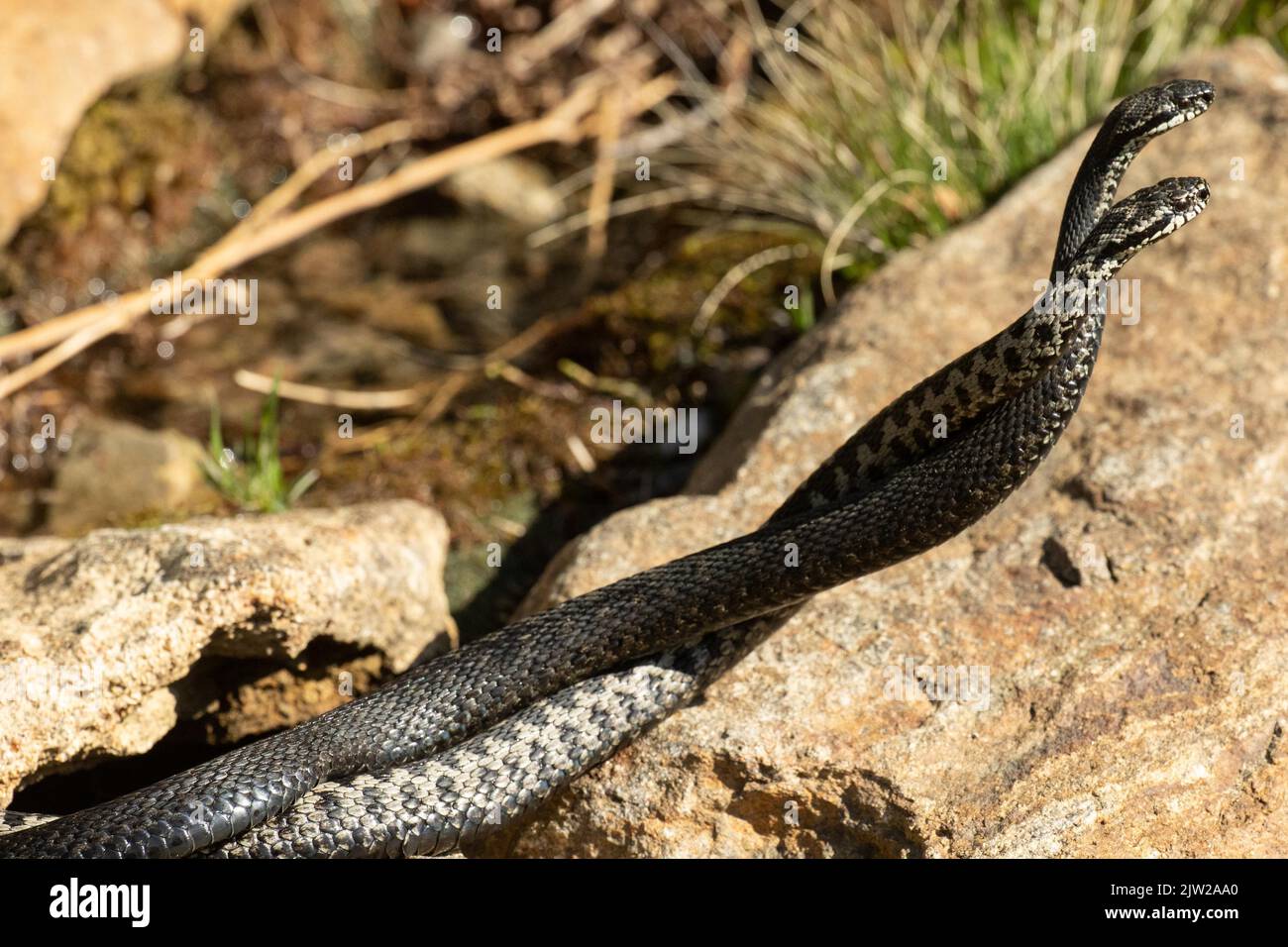 Adder two snakes in commentary fight lying entangled on stones seen on ...