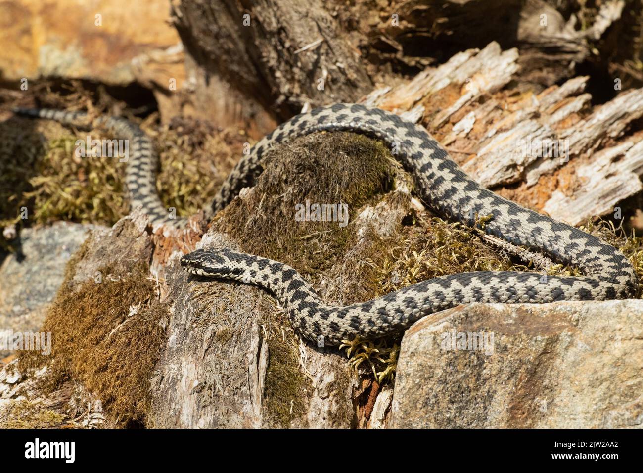 Rock adder hi-res stock photography and images - Alamy