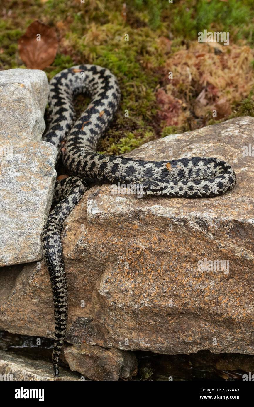 Adder lying on rock looking left Stock Photo - Alamy