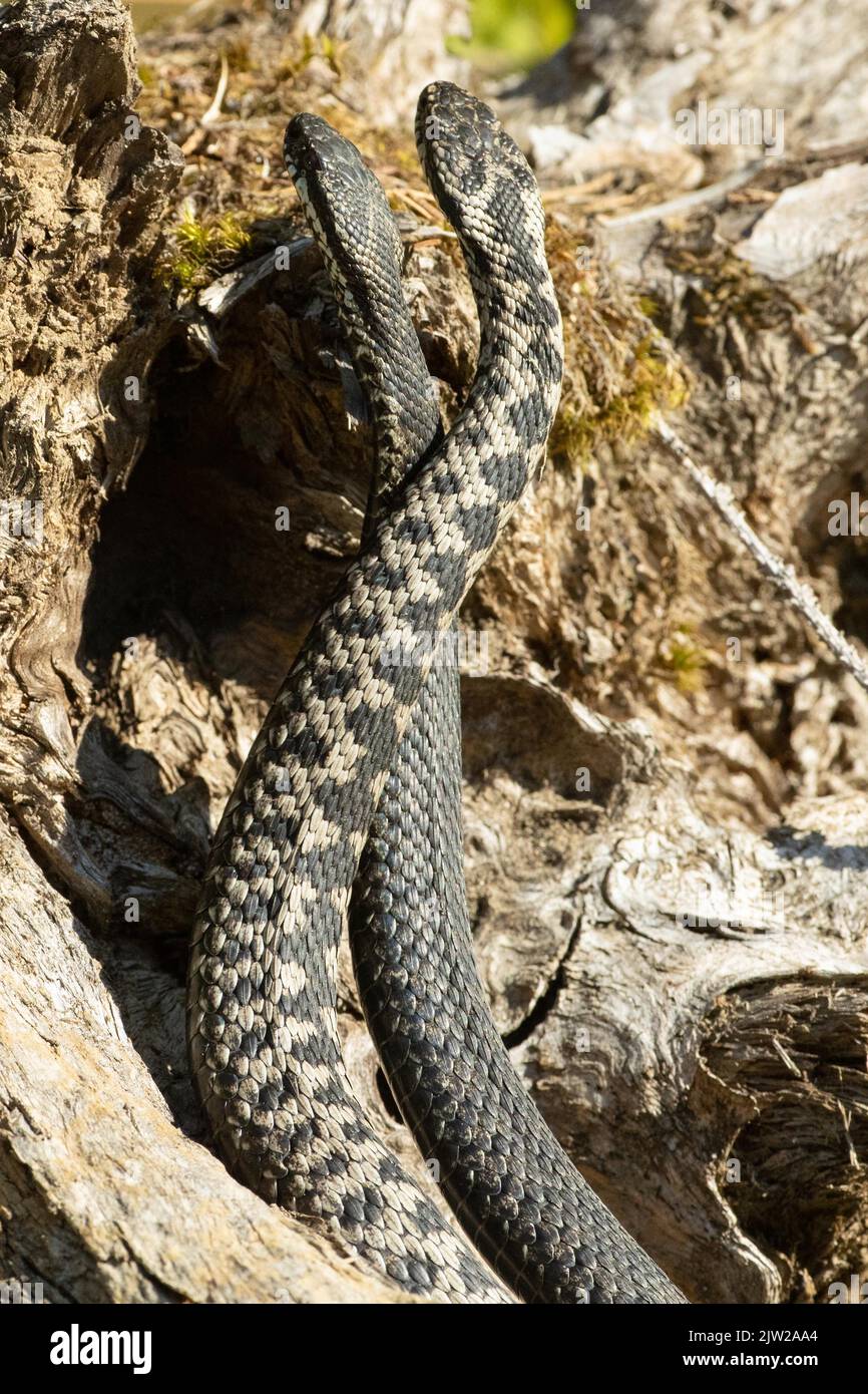 Adder two snakes in a comment fight in front of a tree trunk next to ...