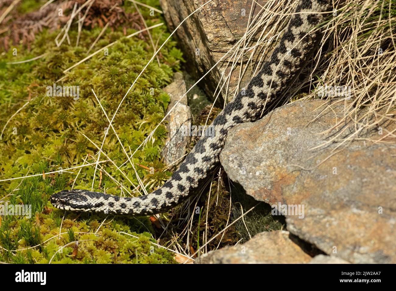 Adder hanging from rock in front of green moss seen left Stock Photo ...