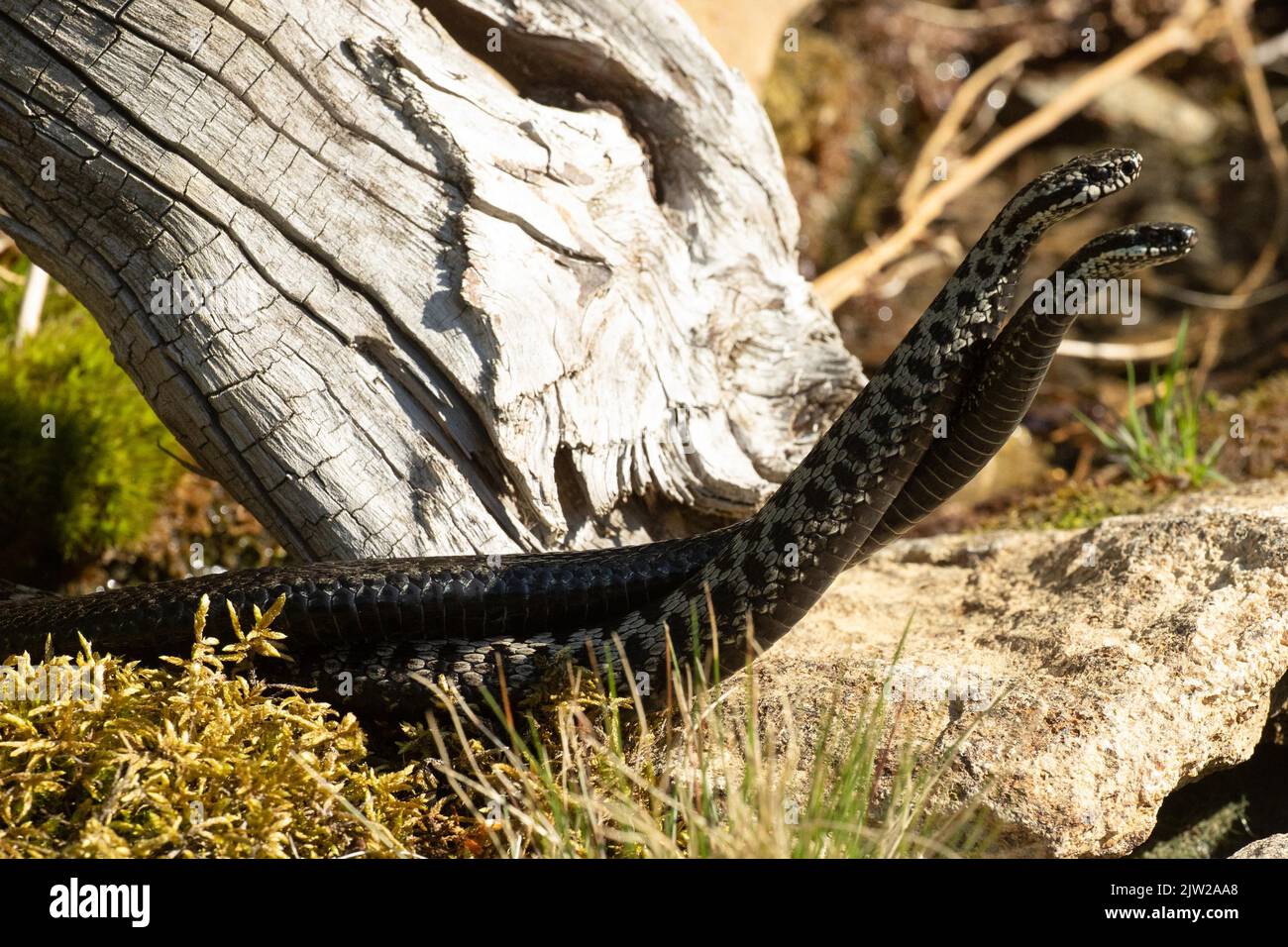 Adder two snakes in commentary fight entangled on stones standing tall ...