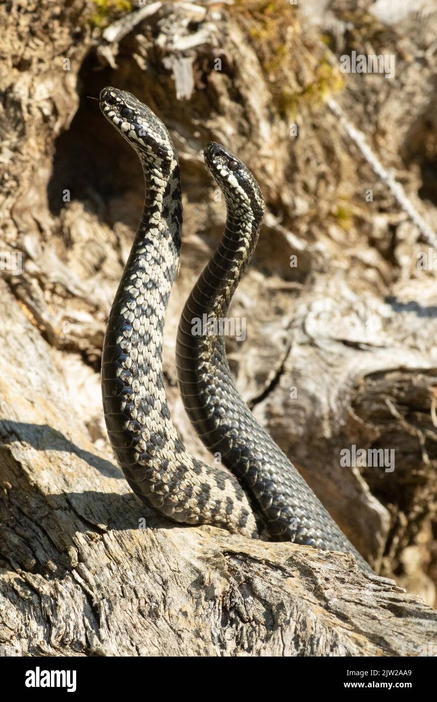 Adder seeing two snakes in a commentary fight in front of a tree trunk ...