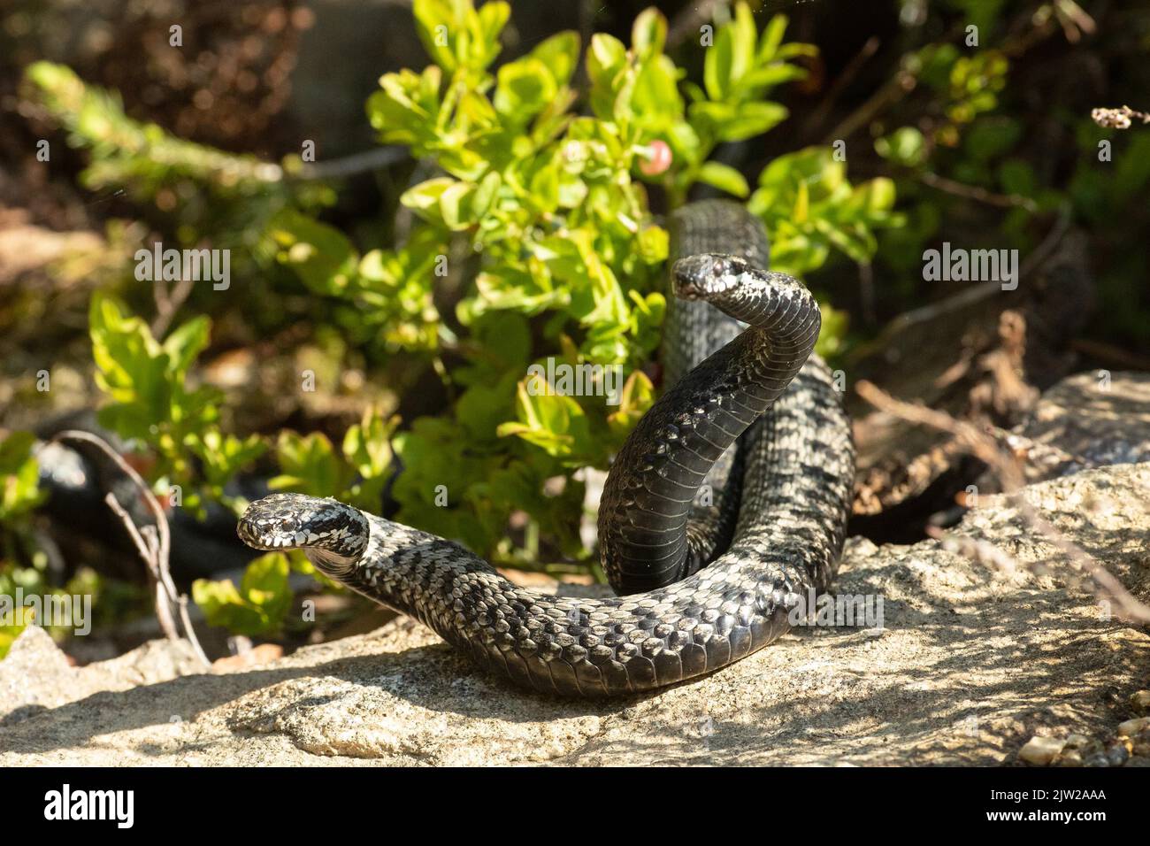 Adder two snakes in a commensal fight on a tree trunk in front of a ...