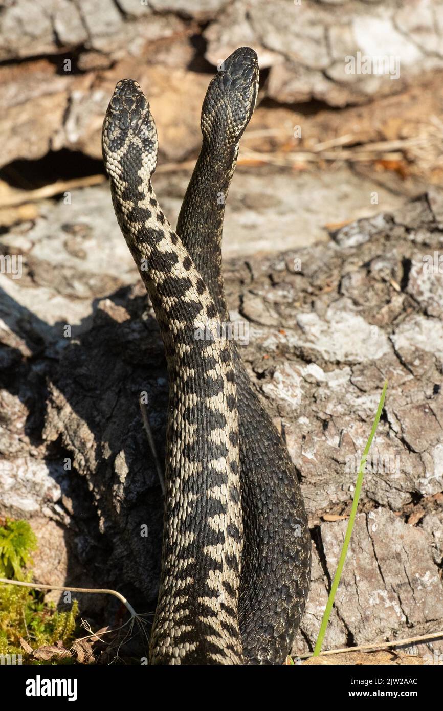 Adder two snakes in a commentary fight on a tree trunk standing high ...