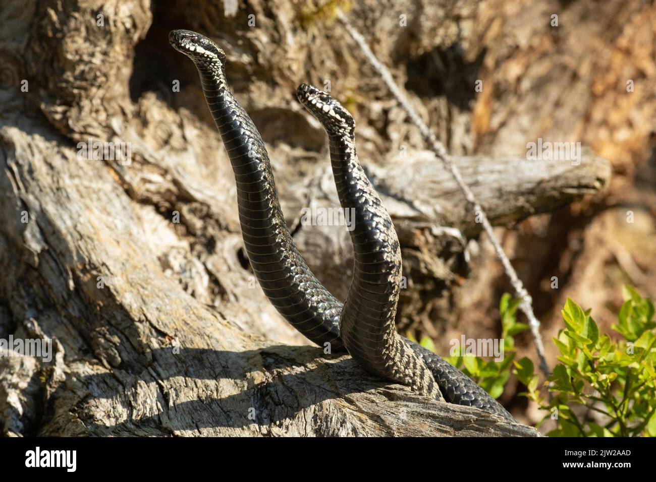 Adder two snakes in a commentary fight in front of a tree trunk ...