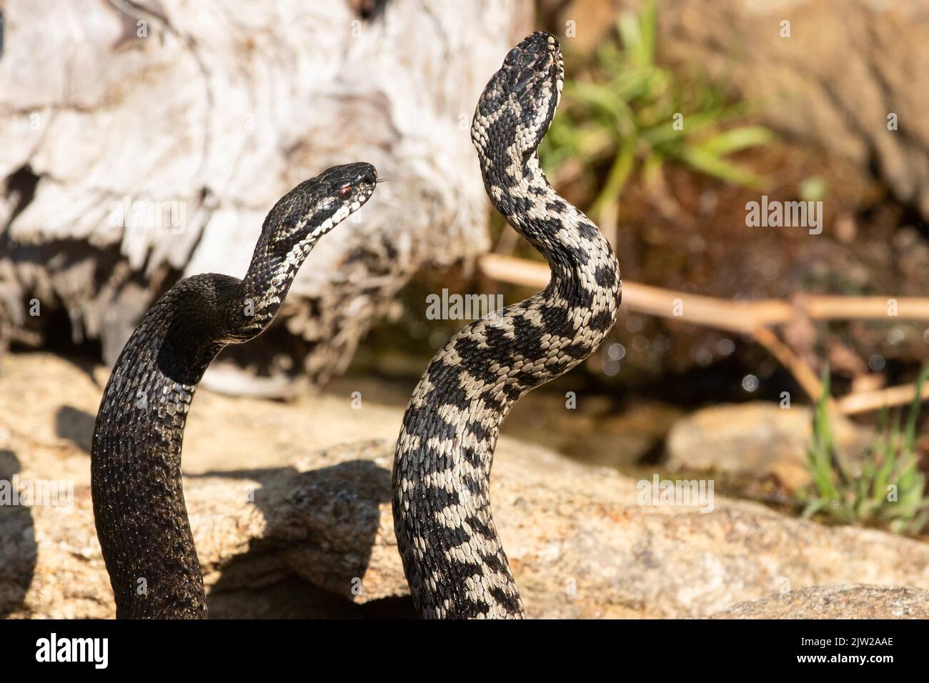 Adder two snakes in commentary fight side by side standing up on stone ...