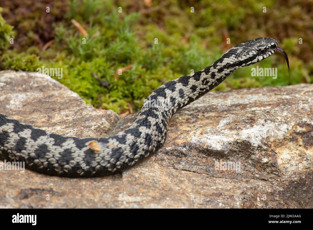 Adder with tongue out licking lying on rock looking right Stock Photo ...