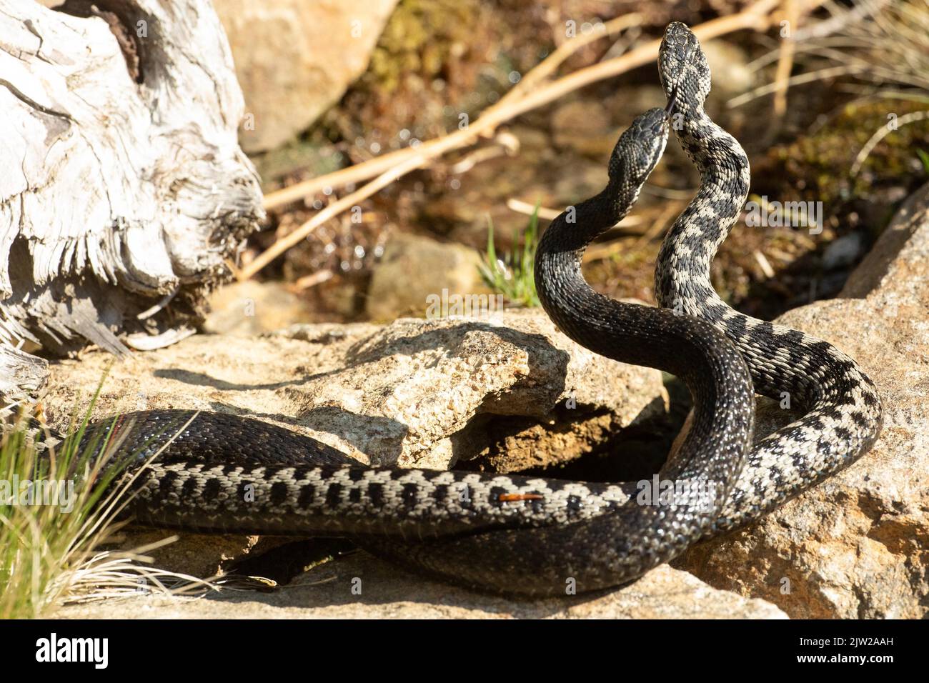 Adder two snakes with outstretched tongues in a comment fight on stones ...