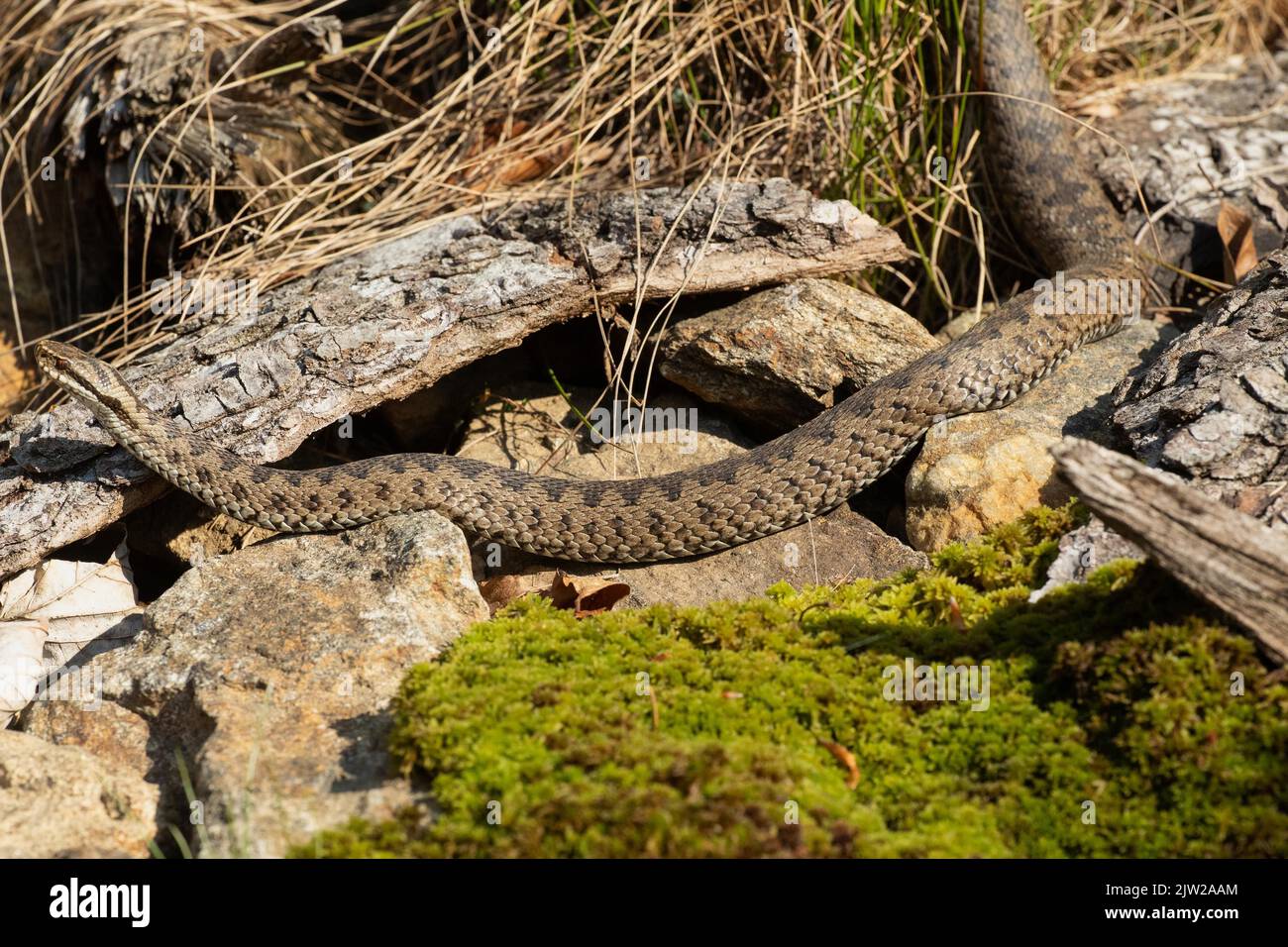 Adder lying on stones left sighted Stock Photo - Alamy