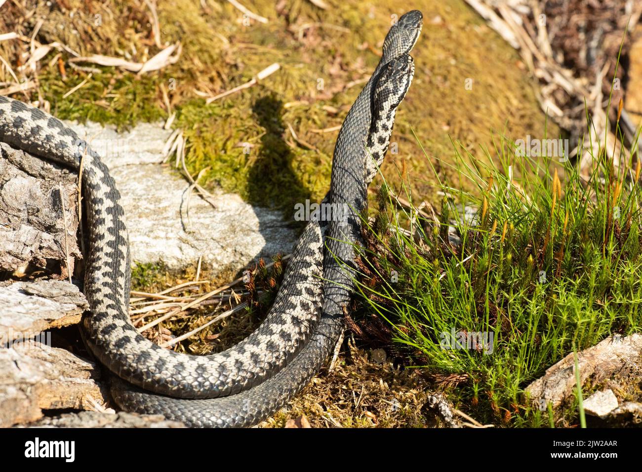 Adder two snakes in commentary fight in front of green moss standing ...